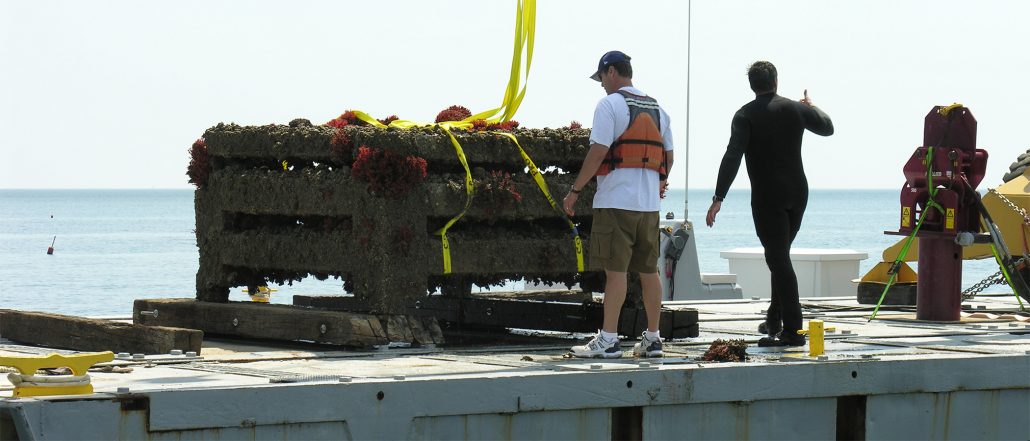 Biogenic Reefs – Virginia Ecological Solutions